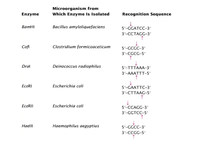 Recombinant DNA technology and Restriction endonuclease.pptx