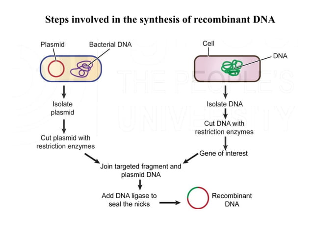 Recombinant DNA technology and Restriction endonuclease.pptx