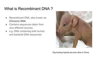 Recombinant Dna Animals