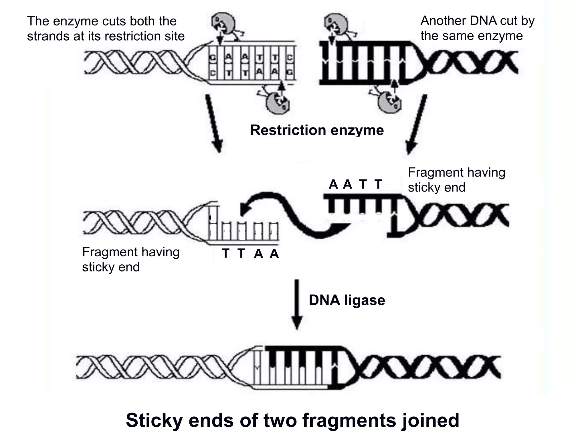 Recombinant dna technology tools and techniques | PPTX