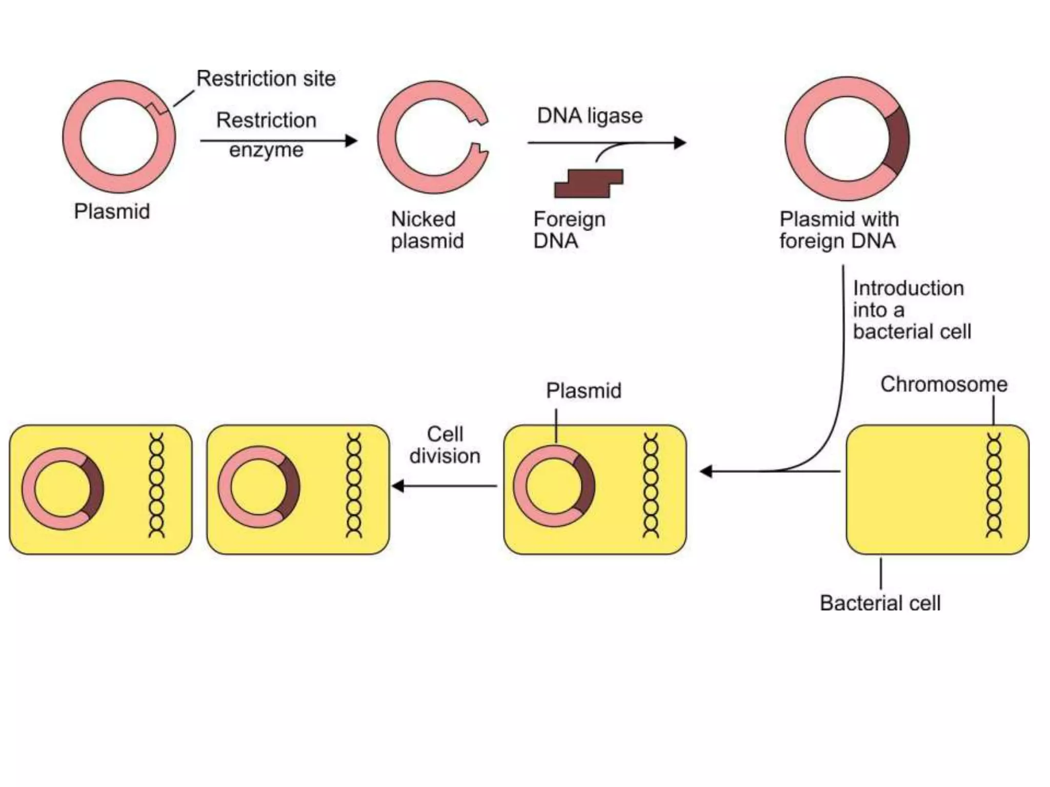 Recombinant dna technology tools and techniques | PPTX