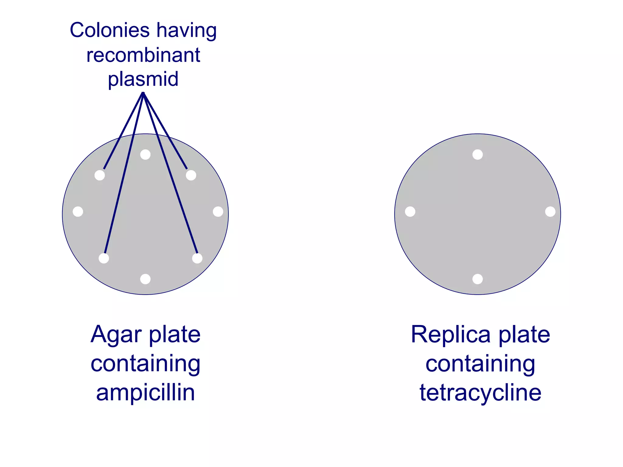 Recombinant dna technology tools and techniques | PPTX