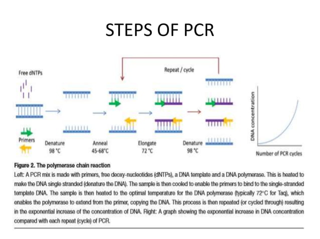 Recombinant dna technology and DNA sequencing | PPT