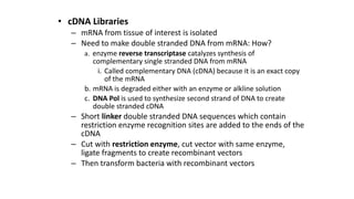 Recombinant DNA Technology (cloning, libraries).pptx