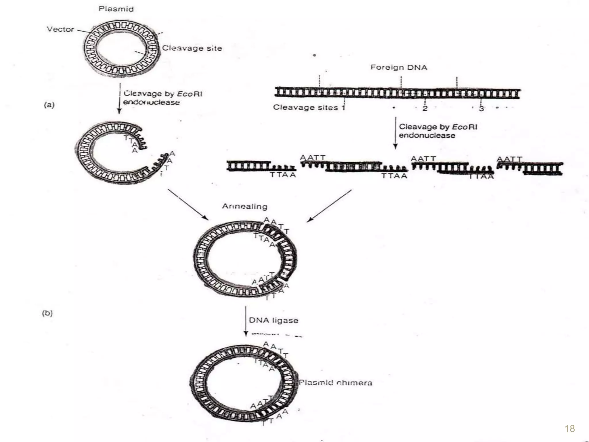 Recombinant dna technology (main ppt) | PPTX