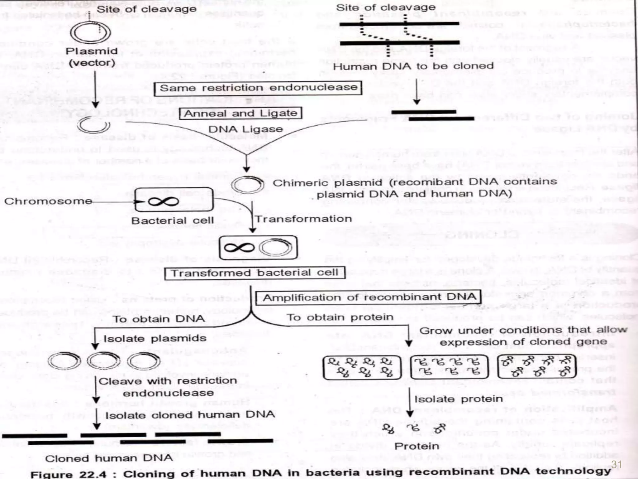 Recombinant dna technology (main ppt) | PPTX