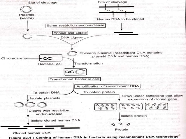 Recombinant dna technology (main ppt) | PPTX | Genetics | Science