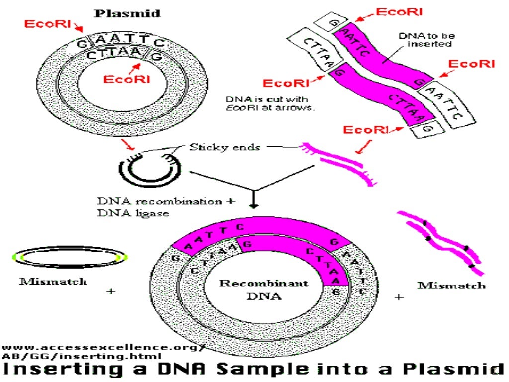 Recombinant dna technology (main ppt)