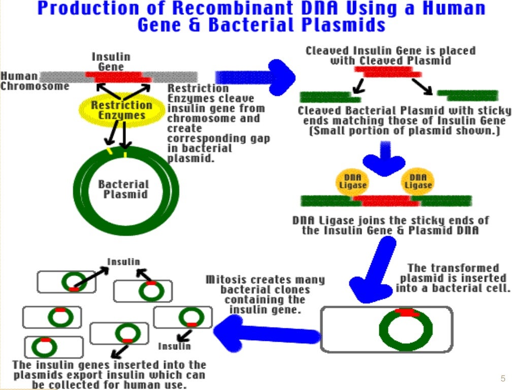 Recombinant dna technology (main ppt)
