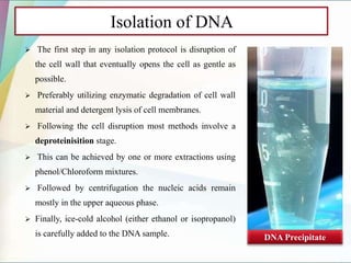 Recombinant DNA technology for Crop improvement | PPTX