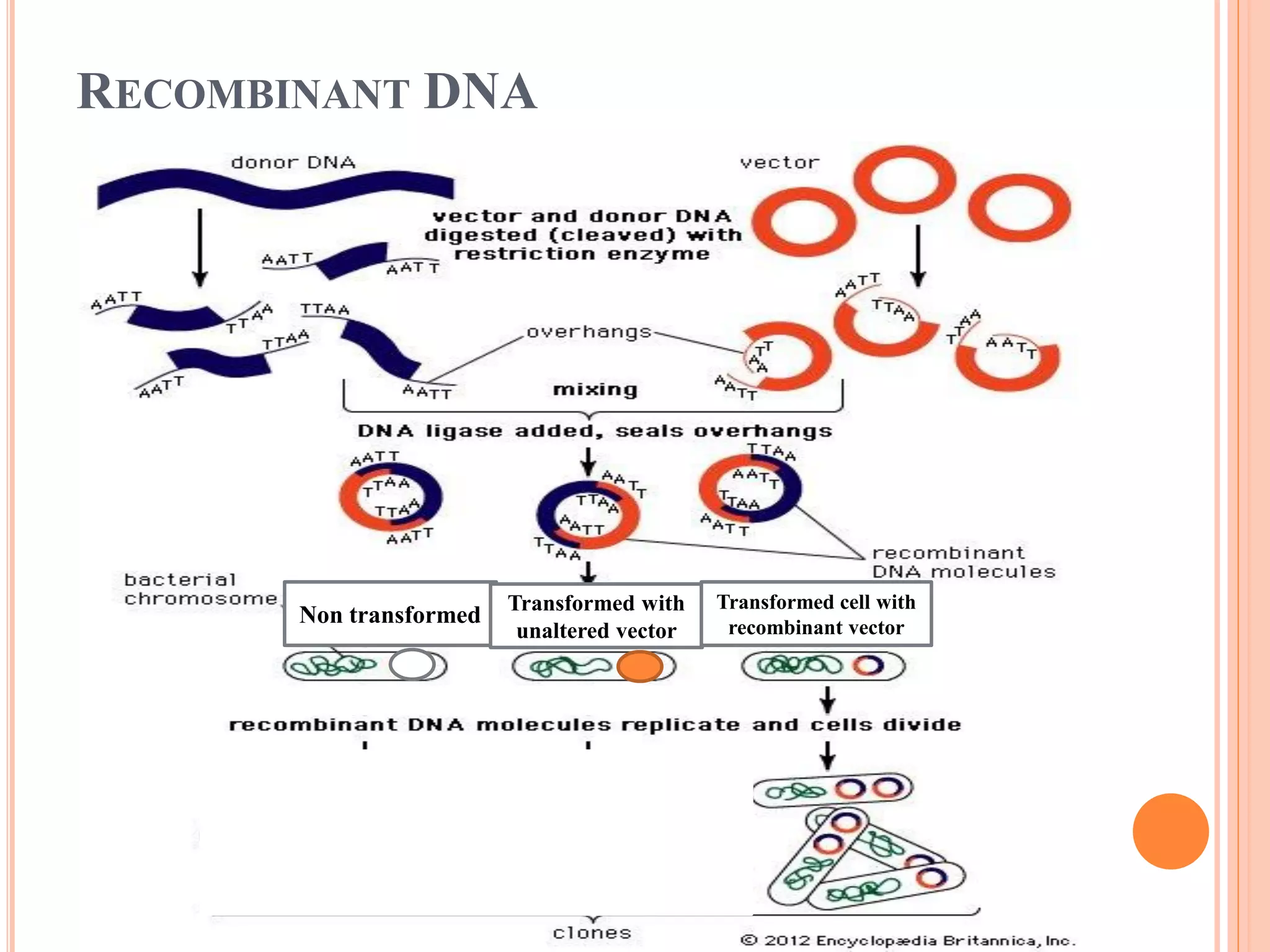 Recombinant dna technology orig | PDF