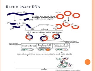 Recombinant dna technology orig | PDF