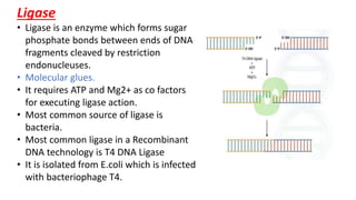 Recombinant DNA Technology | PPTX