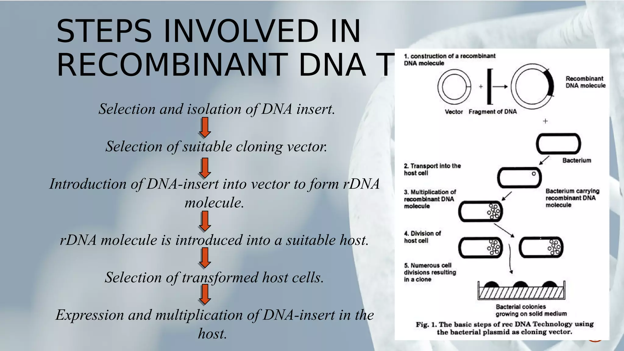 Recombinant dna technology (rdt) | PDF