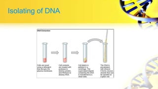 Recombinant DNA technology | PPTX