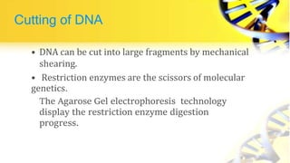 Recombinant DNA technology | PPTX