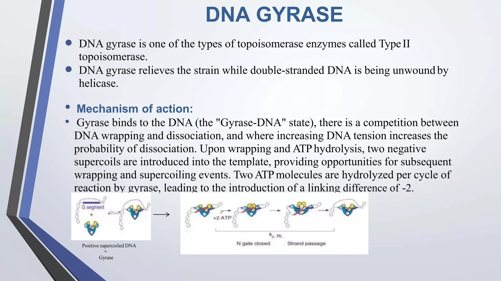 recombinant DNA tech enzymes | PPTX