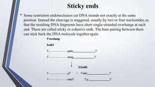 recombinant DNA tech enzymes | PPTX