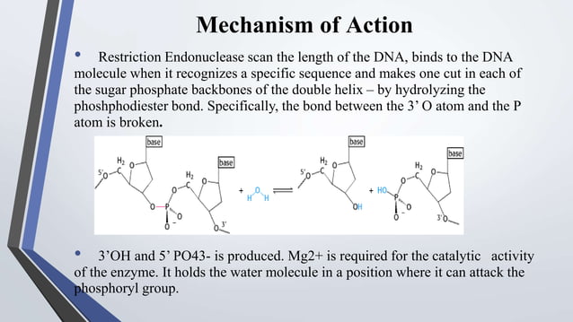 Recombinant enzymes | PPTX