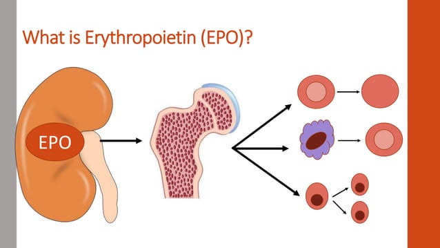 Recombinant human erythropoietin | PPTX | Blood Disorders | Diseases ...