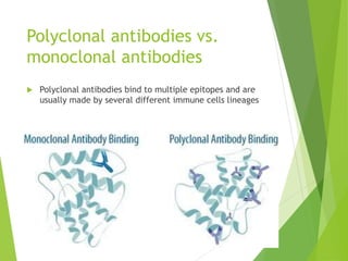 Recombinant monoclonal antibody technology | PPT