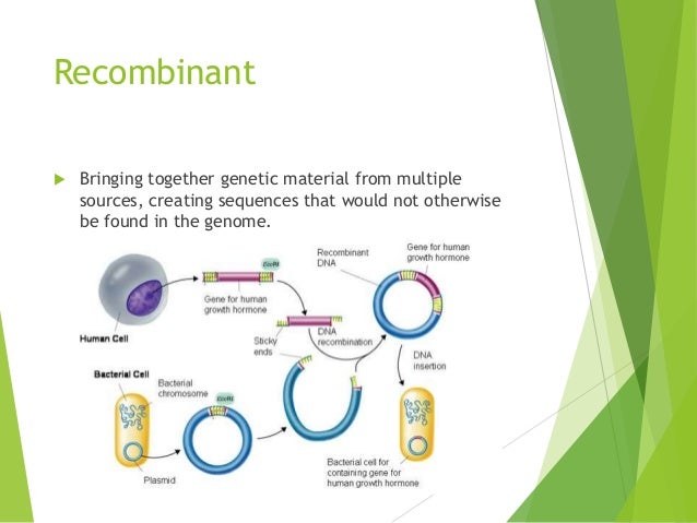 Recombinant monoclonal antibody technology