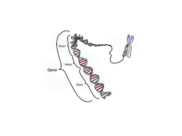 Recombinant Of Dna Technology Ppt