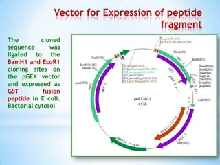 Recombinant peptide vaccine | PPT