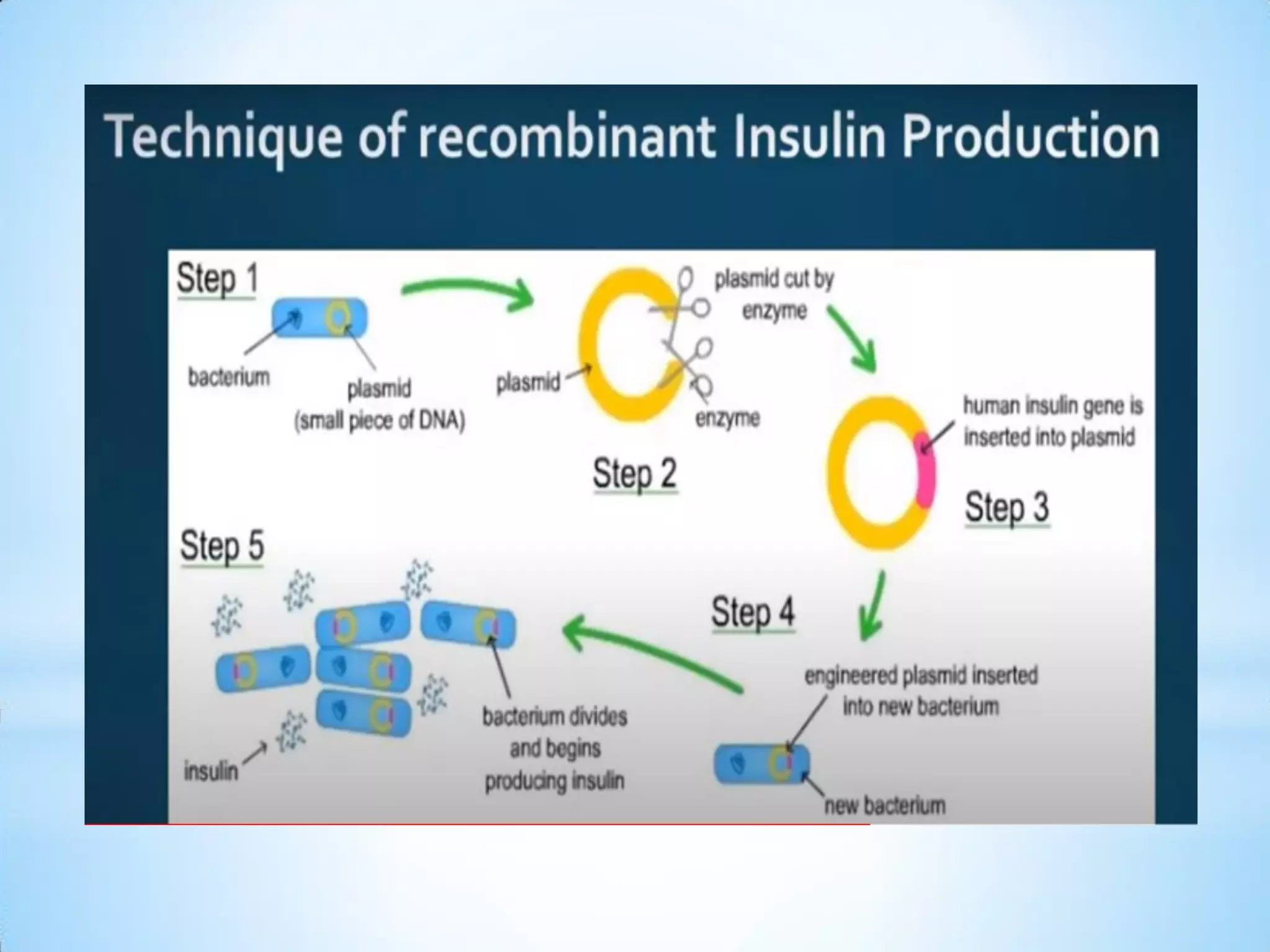 Recombinant production of insulin | PDF