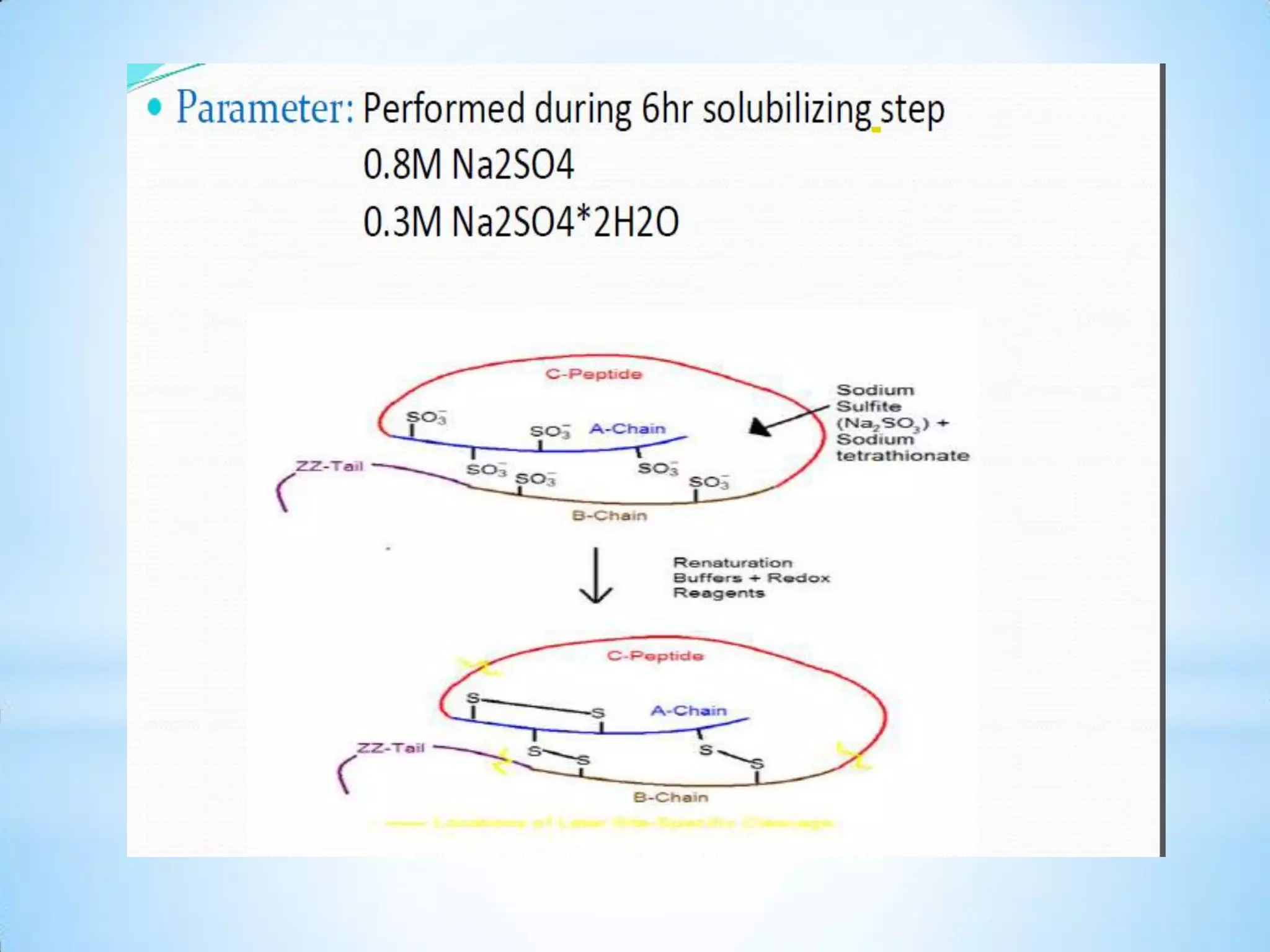 Recombinant production of insulin | PDF