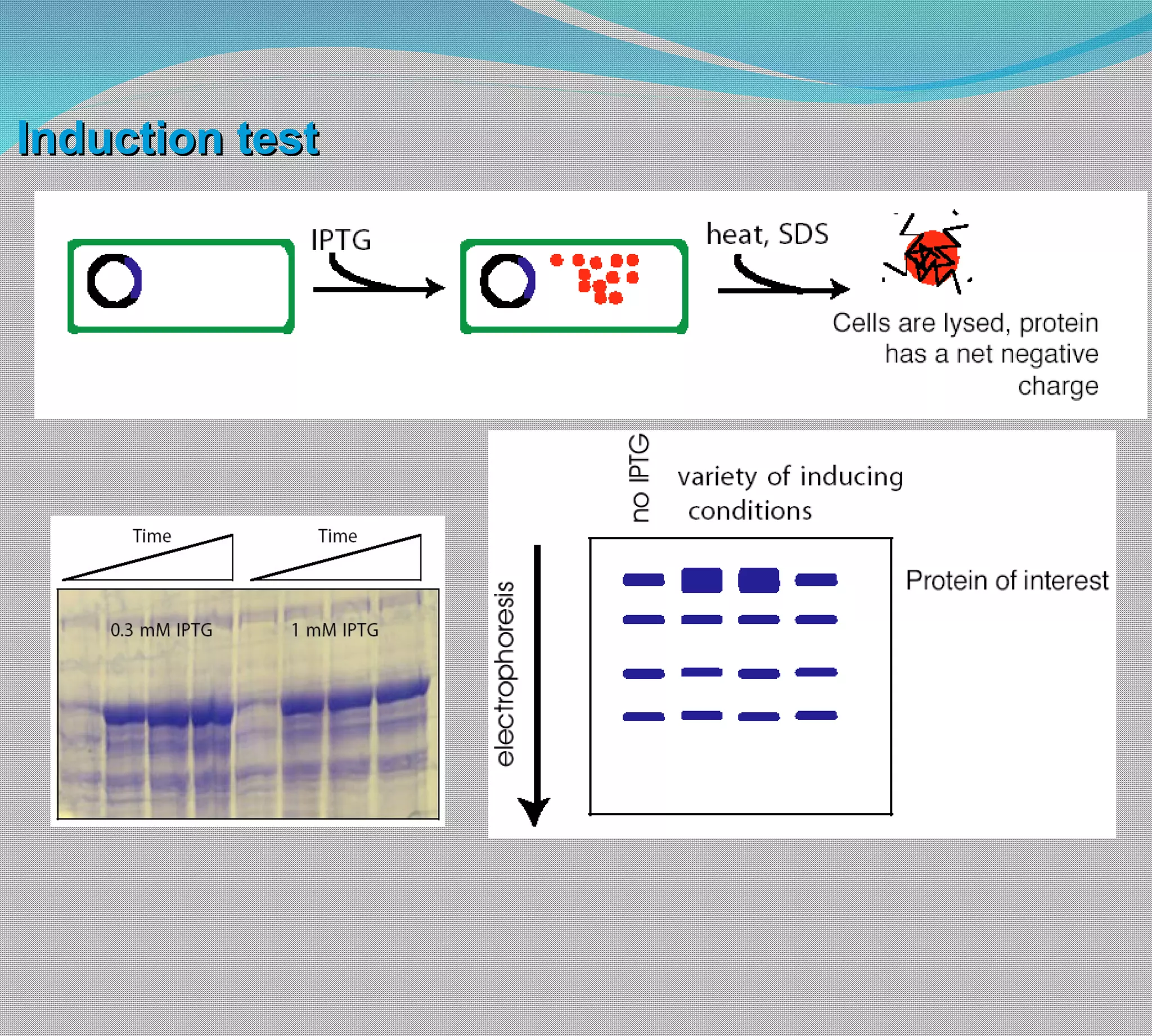 Recombinant protein expression and purification Lecture | PPT