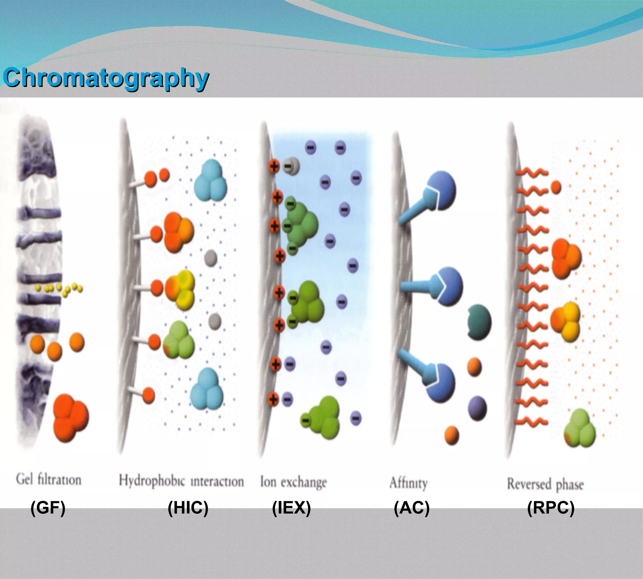 Recombinant Protein Expression And Purification Lecture Ppt