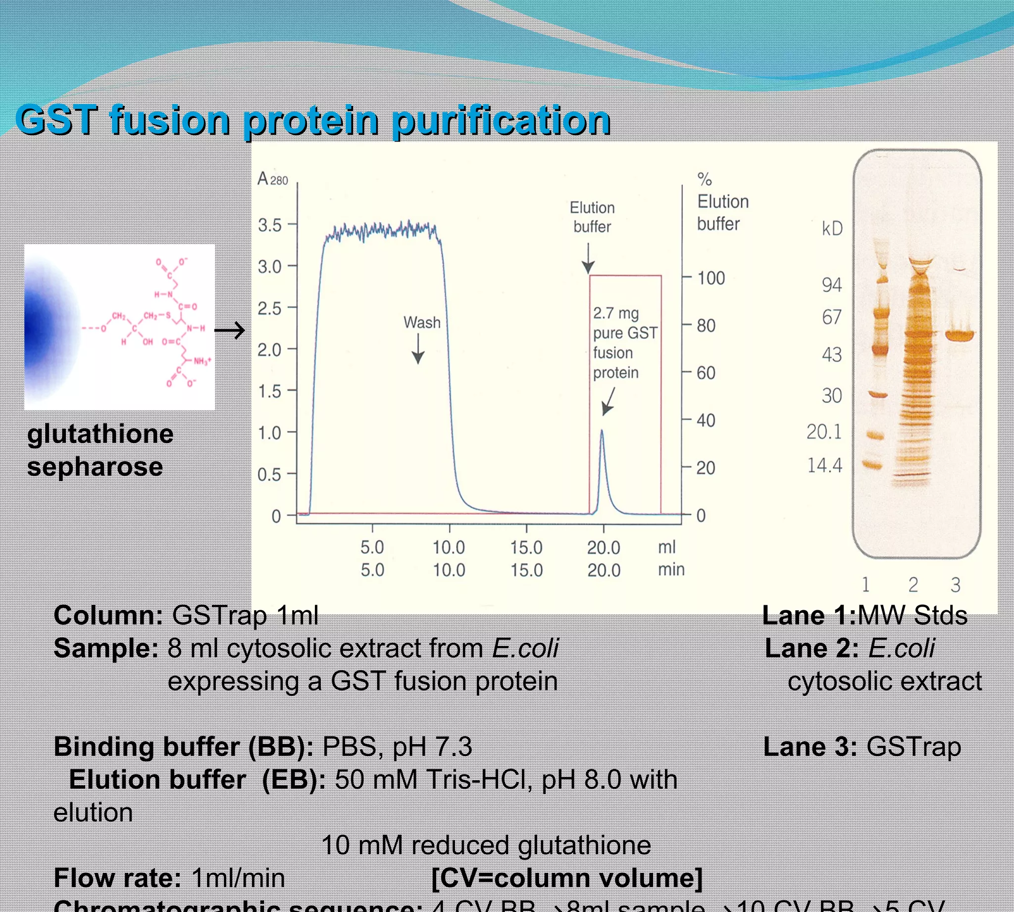 Recombinant protein expression and purification Lecture | PPT