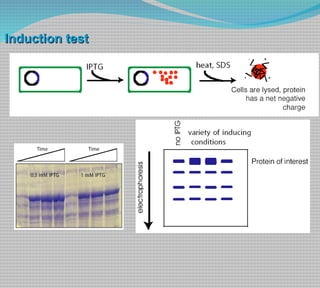 Recombinant protein expression and purification Lecture | PPT