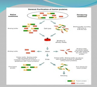 Recombinant protein expression and purification Lecture | PPT
