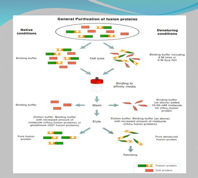 Recombinant protein expression and purification Lecture | PPT