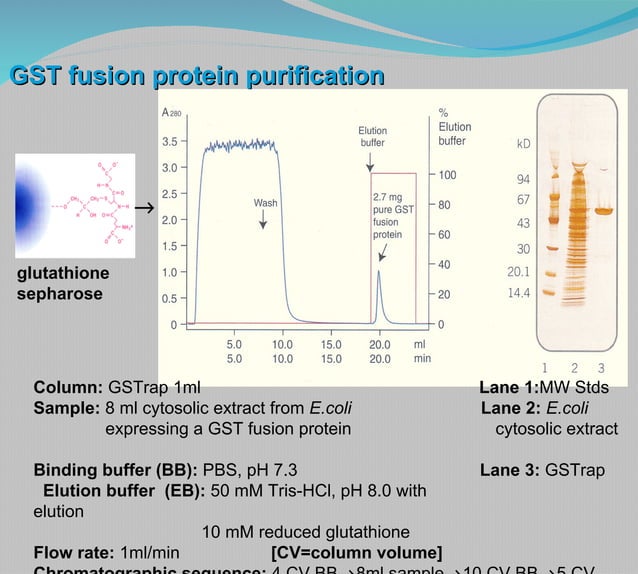Recombinant protein expression and purification Lecture | PPT