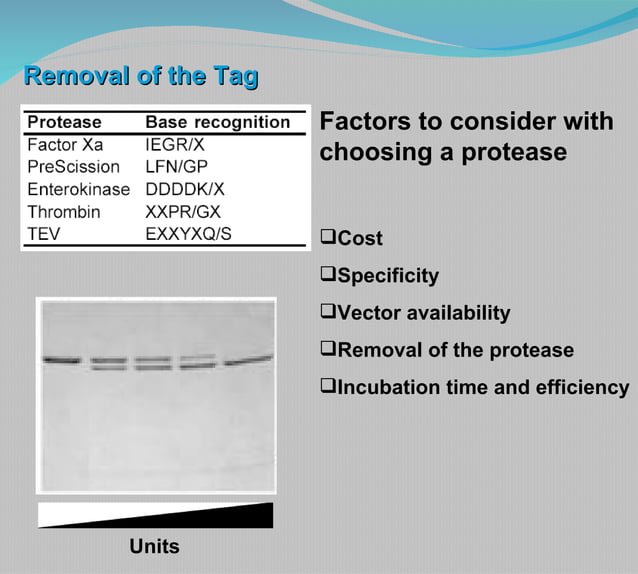 Recombinant protein expression and purification Lecture | PPT