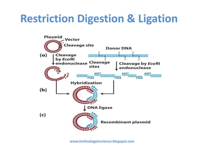 Recombinant protein expression in E.coli | Biotech and Biomedical Industry | Industries