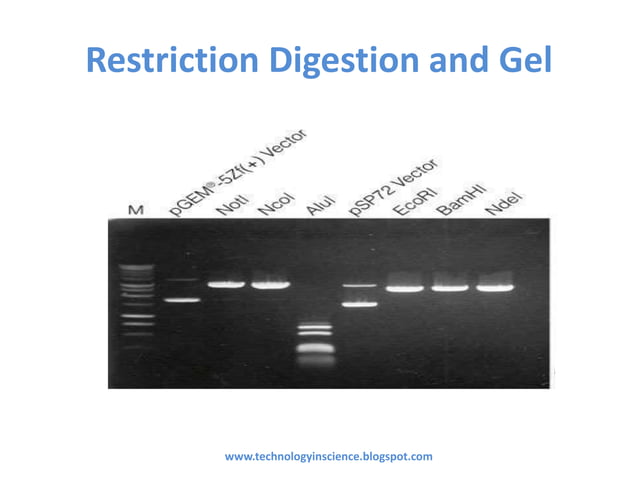 Recombinant protein expression in E.coli | Biotech and Biomedical ...
