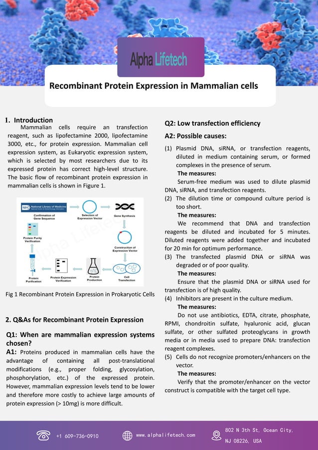 Recombinant Protein Expression in Mammalian cells.pdf