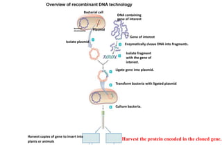 Strategies for Recombinant protein production in E.coli