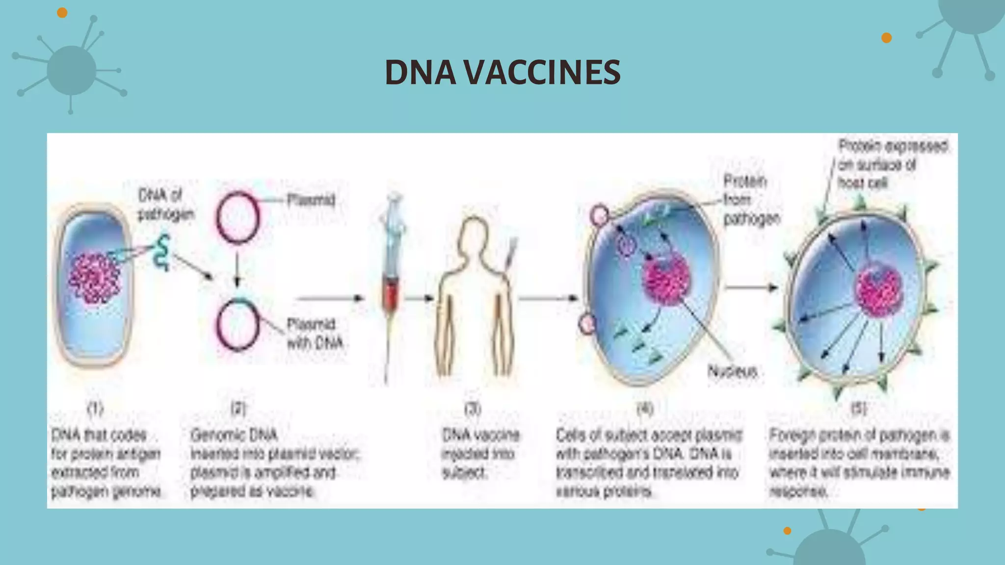 Recombinant vaccines | PPTX