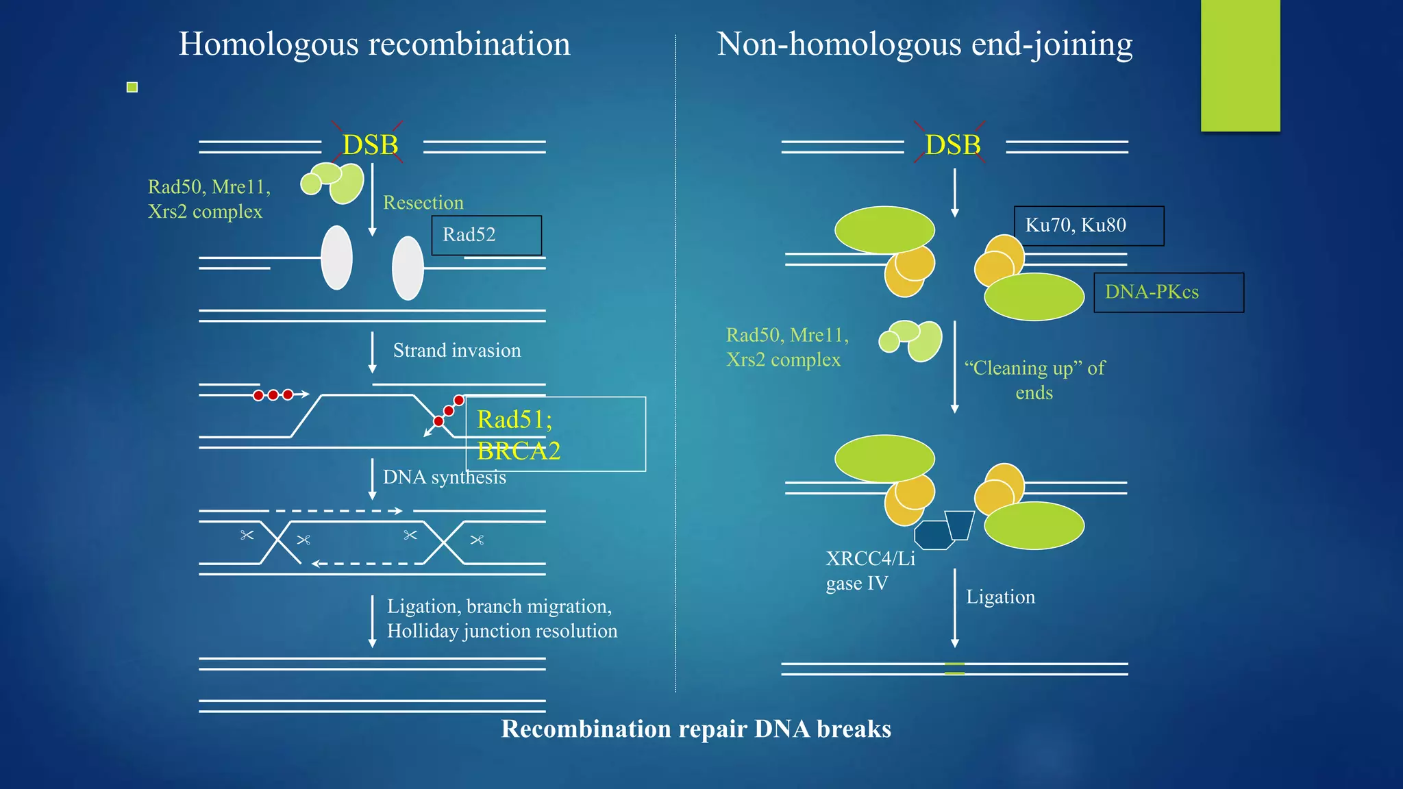 Recombinatins .pptx
