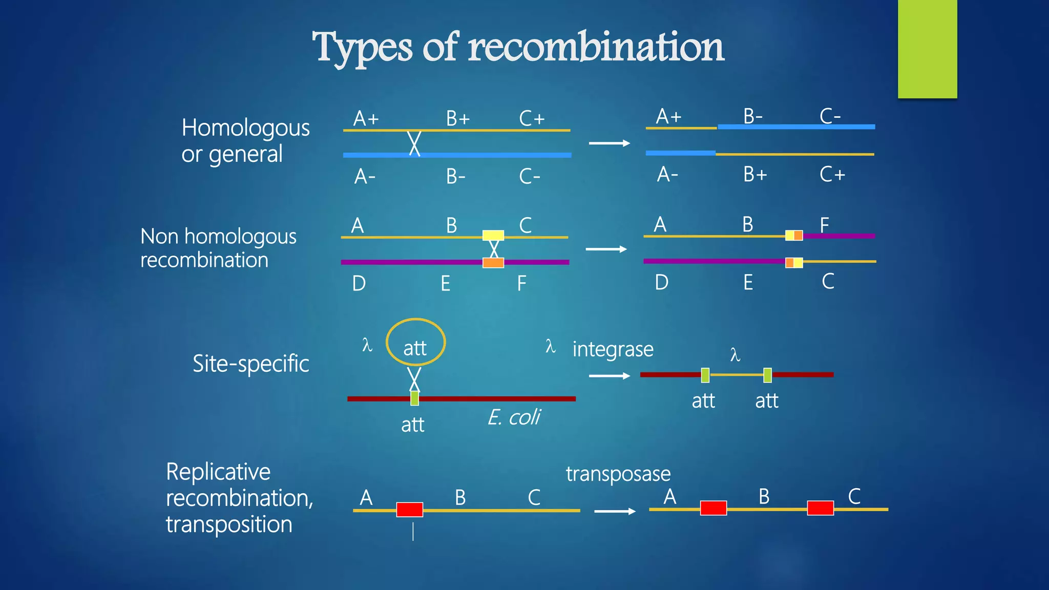 Recombinatins .pptx