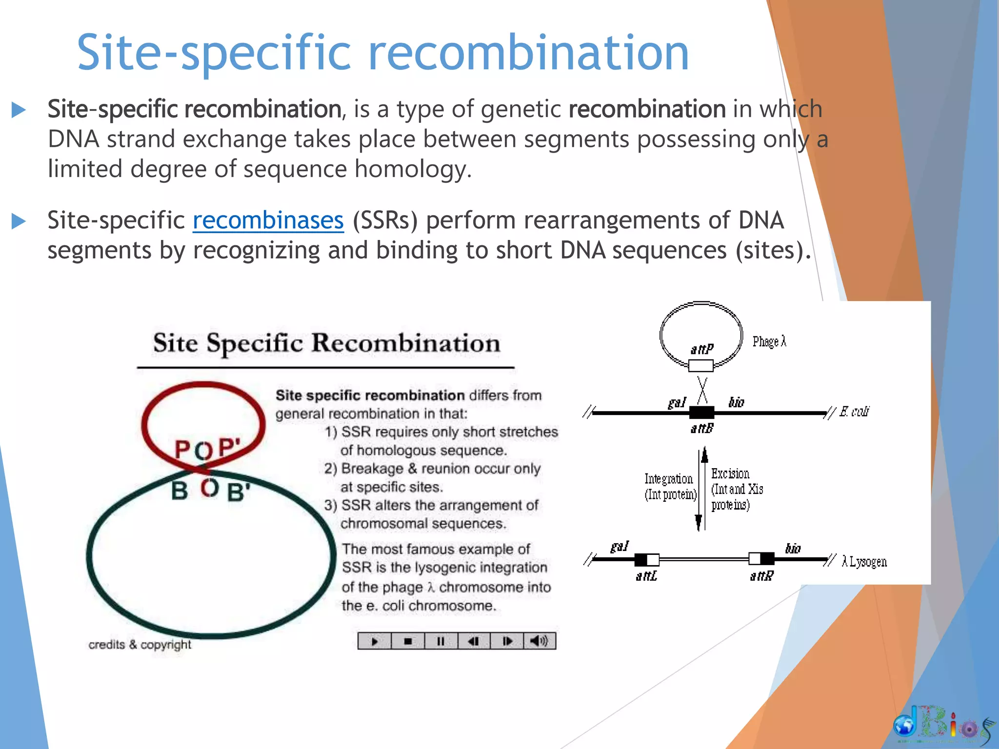 Recombination | PPTX