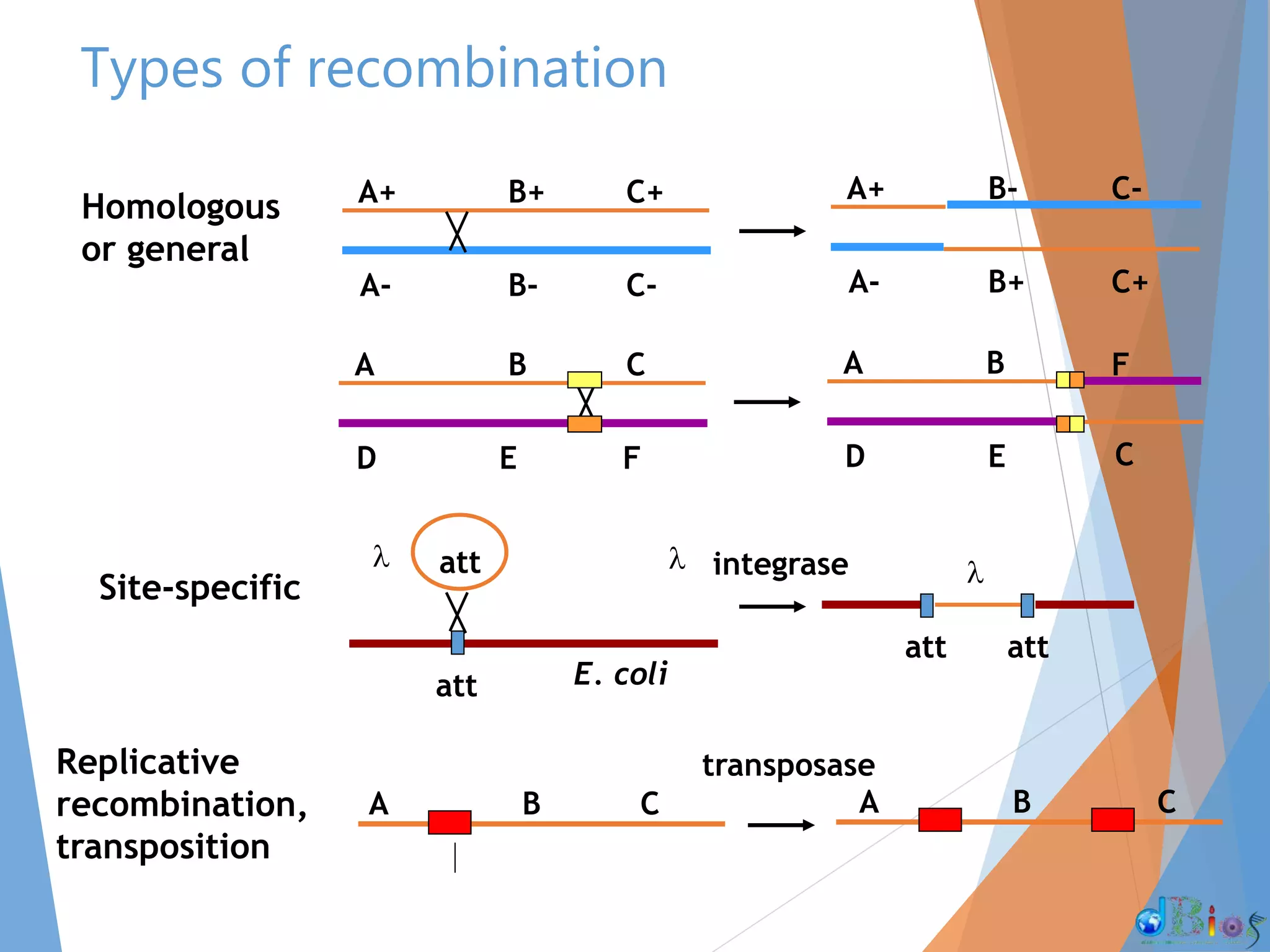 Recombination | PPTX