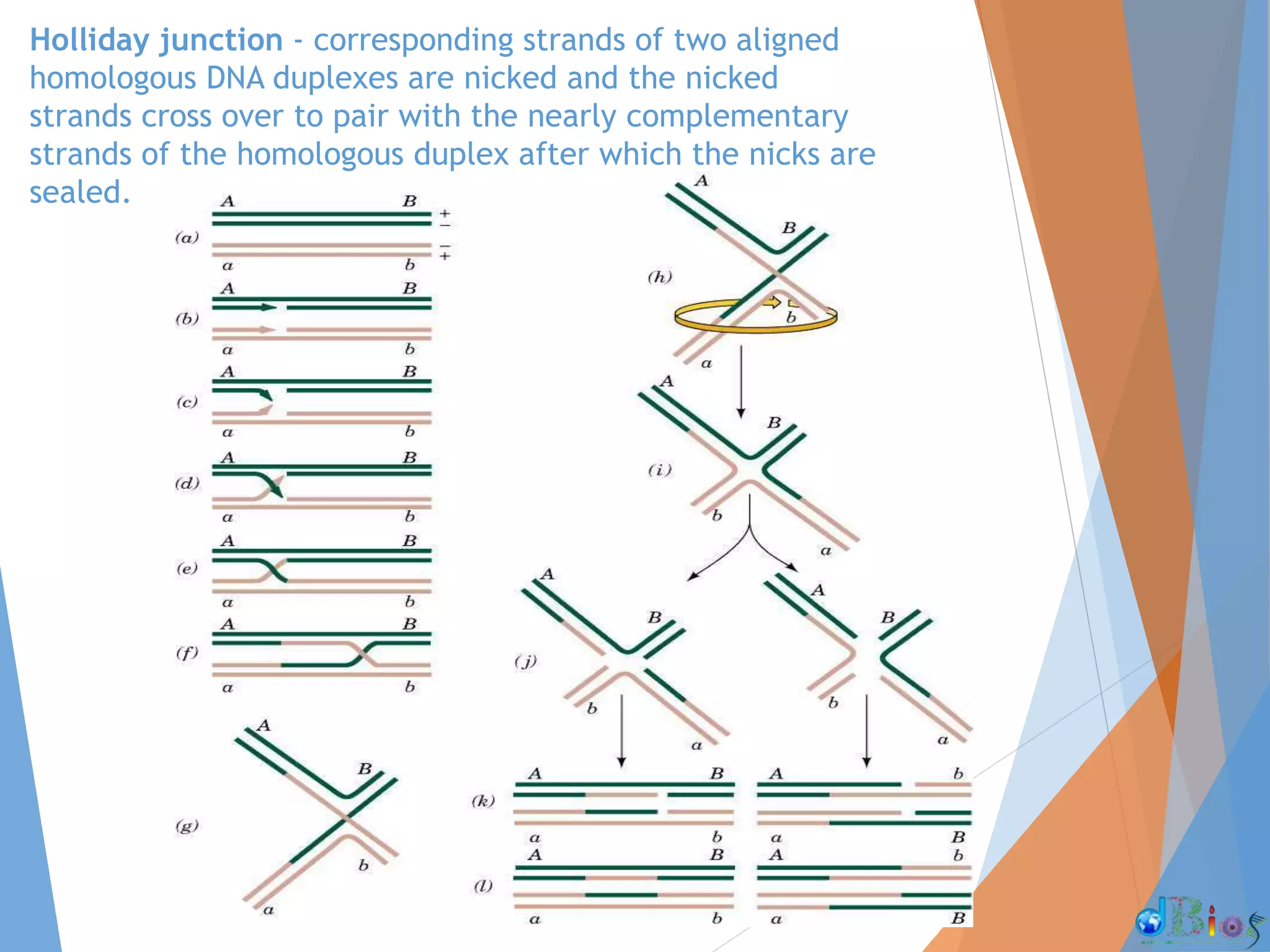 Recombination | PPTX