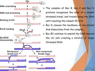 Recombination | PPTX