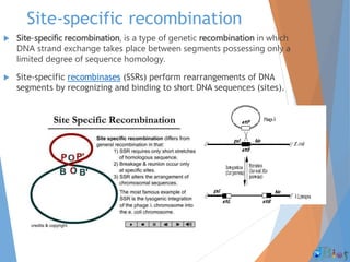 Recombination | PPTX